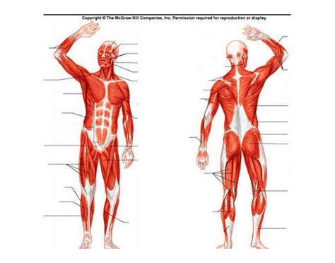 Muscular System Diagram Healthiack