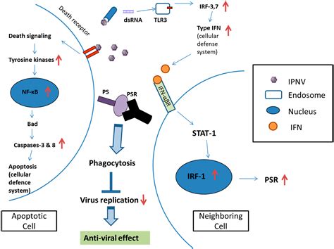 Interferon Regulatory Factor 1 Irf 1 Is Involved In The Induction Of