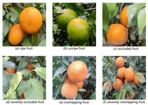 ag yolo a rapid citrus fruit detection algorithm with global context