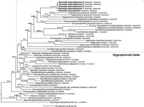 Bayesian Phylogram Obtained From The Combined Its Lsu Sequence Download Scientific Diagram