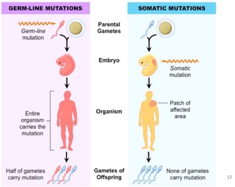 HSC Biology Genetic Change Module Flashcards Quizlet