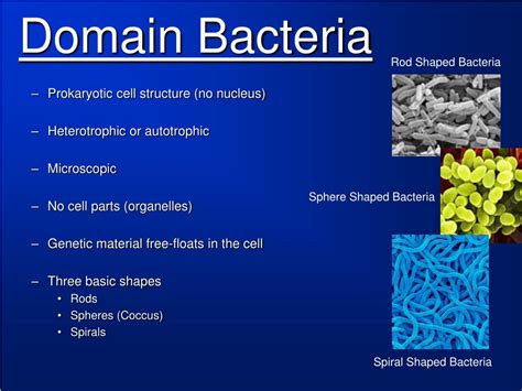 Domain Bacteria Definition Biology Dombain