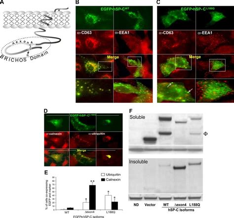 Enhanced Green Fluorescent Protein Egfp Tagged Surfactant Protein C Download Scientific