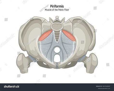Muscle Pelvic Floor Anatomical Diagram Pubococcygeus Stock Vector
