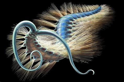 508 Million Year Old Worm Fossil Found In Canada National Geographic