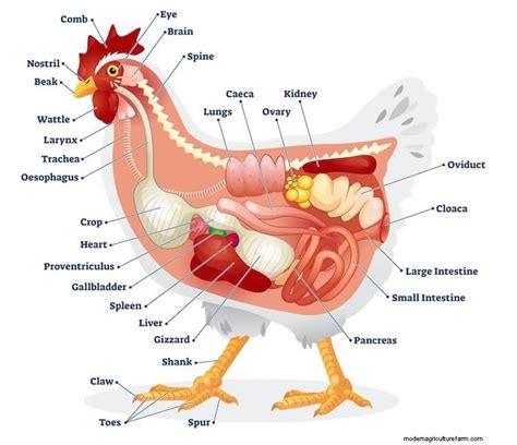 Anatomía Del Pollouna Guía Visual Completa