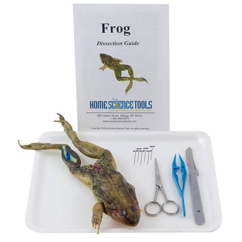 Dissect Frog