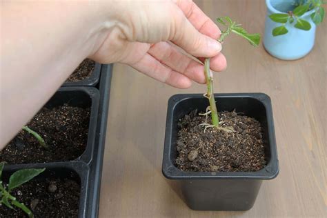 26 Plants And Herbs You Can Easily Propagate From Cuttings