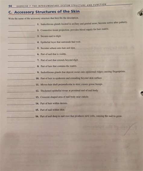 Solved 94 Exercise 7 The Integumentary System Structure And