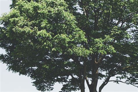 Tree Leaves Plant Free Photo On Pixabay