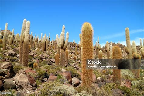 태양의 거 대 한 선인장 식물 맑은 푸른 하늘에 대 한이 슬 라 델 페 스 카도 또는이 슬 라 Incahuasi에서 우유 니 소금 사막에 있는 바위 Outcrop 볼리비아