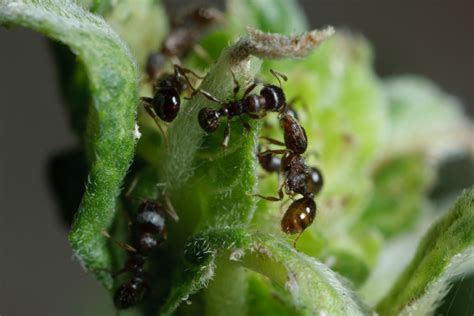 Pavement Ants Eagle Eye Pest