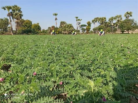 ချောင်းဦးမြို့နယ် ခရမ်းချဉ်မျိုးစေ့ထုတ် Gac ကုမ္ပဏီ၏ မျိုးစေ့အရည်အသ