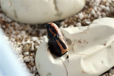 Fire Royal Python Pipping Stock Image Image Of Ball 44795419