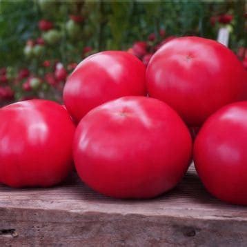 Макан F1 - томат полудетерминантный, 1000 семян Clause Франция, цена ...