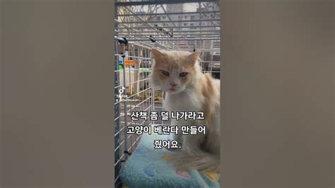 산책 좀 덜 나가라고 고양이배란다 만들어 줬어요산책냥 산책하는고양이 공부하는고양이 책읽는고양이 서울대입구고양이카페 샤로수길고양이카페 신림고양이카페