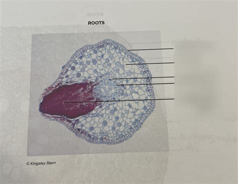 Lateral Root Xs Diagram Quizlet