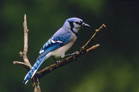 🔥 70 Blue Jay Bird Wallpapers Wallpapersafari