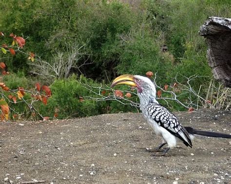 Southern Yellow Billed Hornbill Facts Diet Habitat And Pictures On