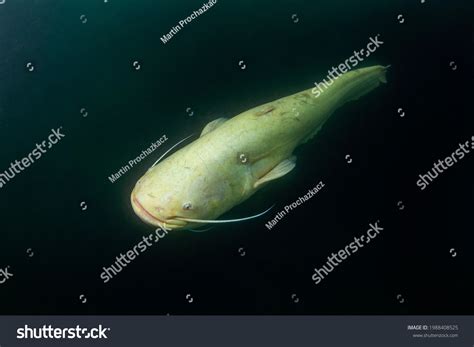45 Albinism Fish 이미지 스톡 사진 및 벡터 Shutterstock