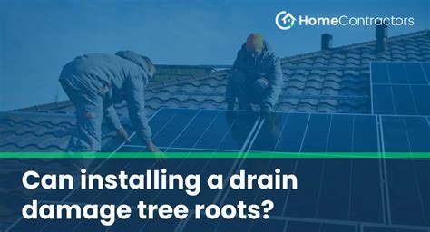Can Installing A Drain Damage Tree Roots HomeContractors Com