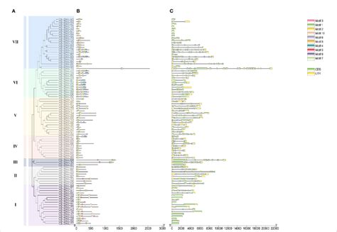Phylogenetic Relationships Gene Structure And Conserved Motif Analyses Download Scientific