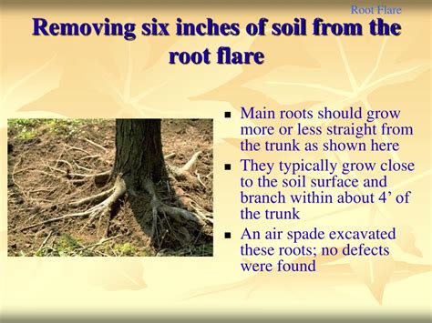 PPT Tree Root Growth After Planting PowerPoint Presentation Free Download ID