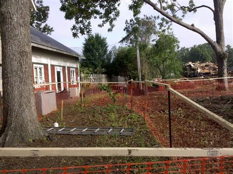 Tree Root Protection In Mount Pleasant Palmetto Tree Service