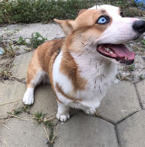 柯基犬這樣訓練聽話又乖巧3 每日頭條