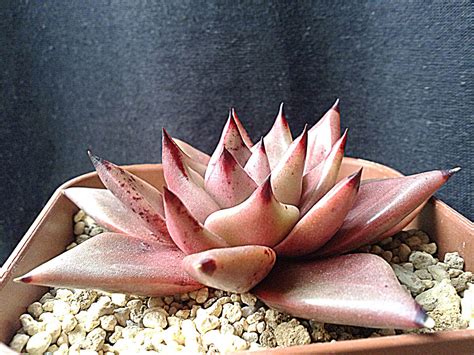 Yahooオークション 血羅 エケベリア 多肉植物