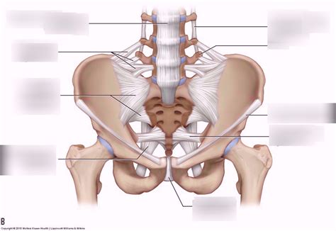 Anterior Pelvic Ligaments Diagram Quizlet