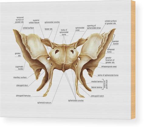 Infratemporal Crest Of The Sphenoid Bone