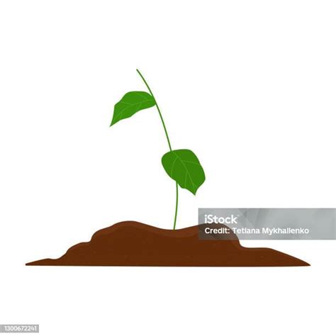 토양에서 자라는 녹색 새싹 땅에 모종 봄 심기 개념 식물 발달 벡터 그림입니다 플랫 스타일 0명에 대한 스톡 벡터 아트 및 기타