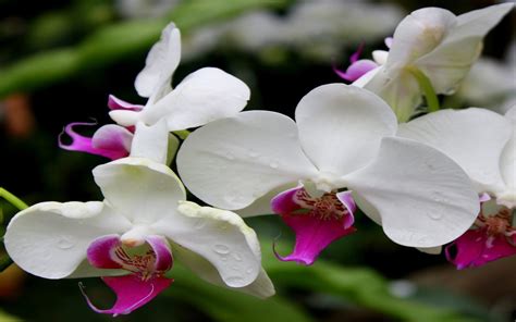 Gambar Wallpaper Bunga Krisan