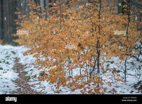 Young Beech Trees With Withered Leaves In Winter Fagus Sylvatica Stock