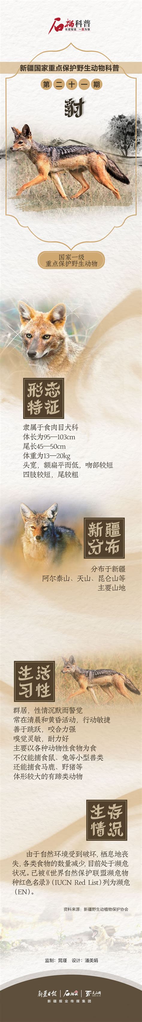 石榴科普丨新疆国家重点保护野生动物科普豺 天山网 新疆新闻门户