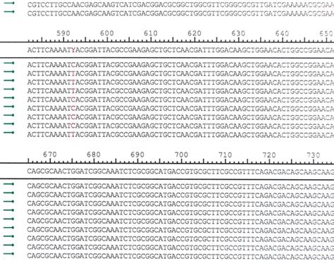 2 Cloning Sub Cloning Royalty Free Photos And Stock Images Shutterstock