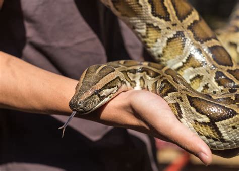 Burmese Python Facts South Wilton Vet