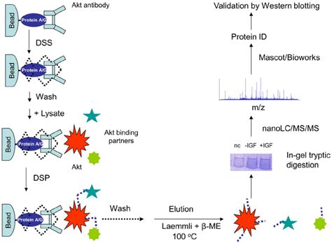 Schematic Diagram Of A Two Step Crosslinking Approach For Download