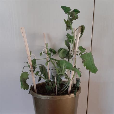 What Happened To My Catnip Plant And Cuttings Can Any Of It Be Saved