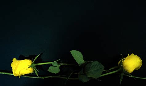 엽서 장례식 초대장 사망 메시지가있는 인터넷 배너로 사용할 수 있습니다 텍스트를위한 장소 포함 개념에 대한 스톡 사진 및 기타 이미지 Istock