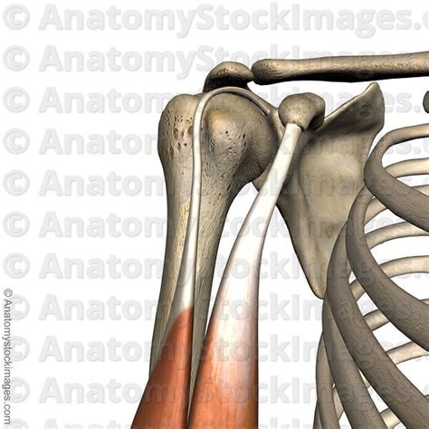 Anatomy Stock Images Shoulder