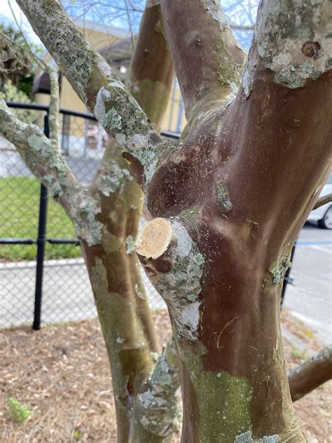 Proper Pruning Uf Ifas Extension Duval County