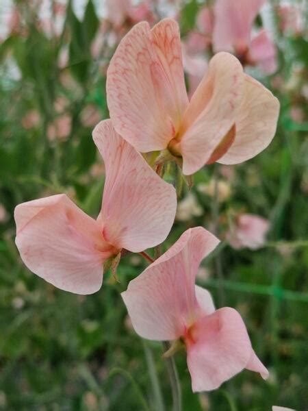 Sweet Pea Shell Pink