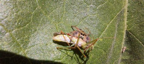 Leafhopper Assassin Becomes Jumping Spider Lunch Rpics