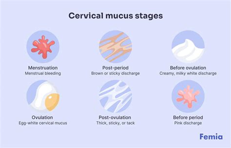 Cervical Mucus Chart Understanding And Tracking Your Cycle Femia