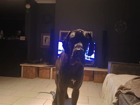 Anne Libeert Gailliaert