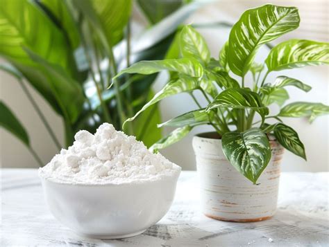 14 Natural Fungicides To Prevent And Treat Plant Diseases Safe And
