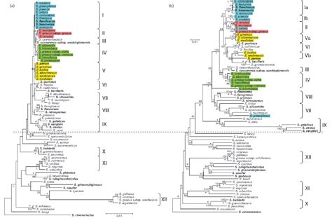 Streptomyces Griseus Semantic Scholar