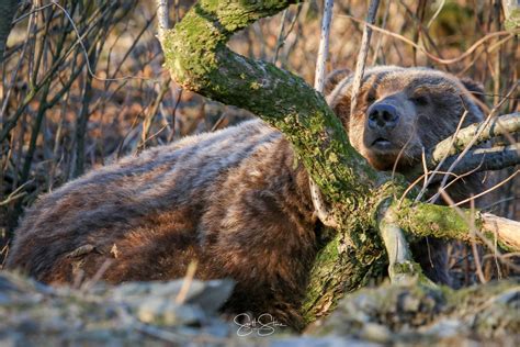 Kodiak Bear Camp Explore And Capture Bears — Book Now — Scott Stone